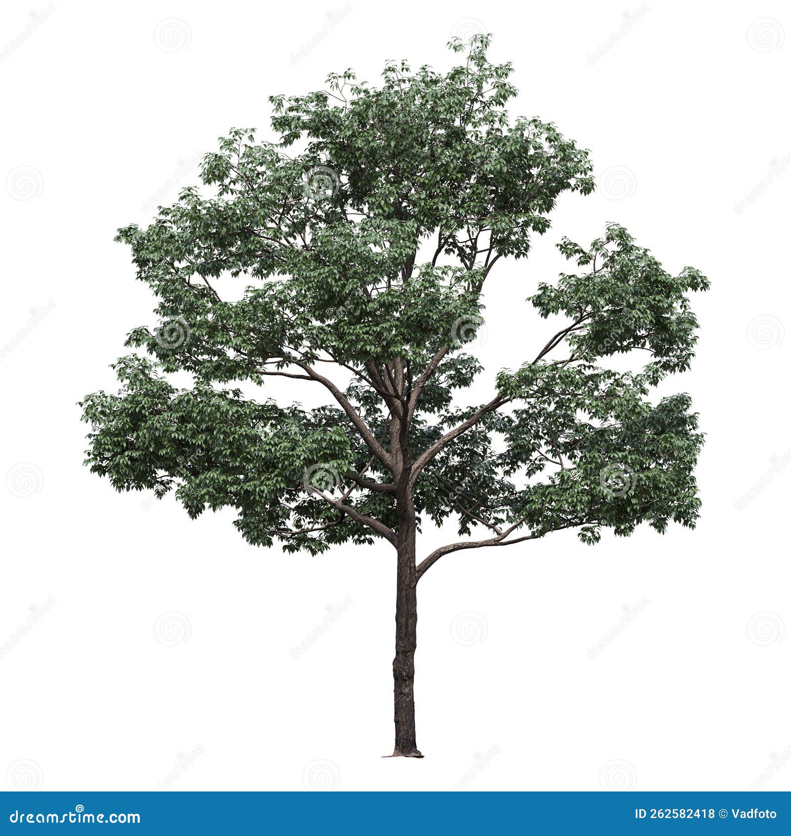 Deciduous Tree, Isolated on White Background Stock Illustration ...