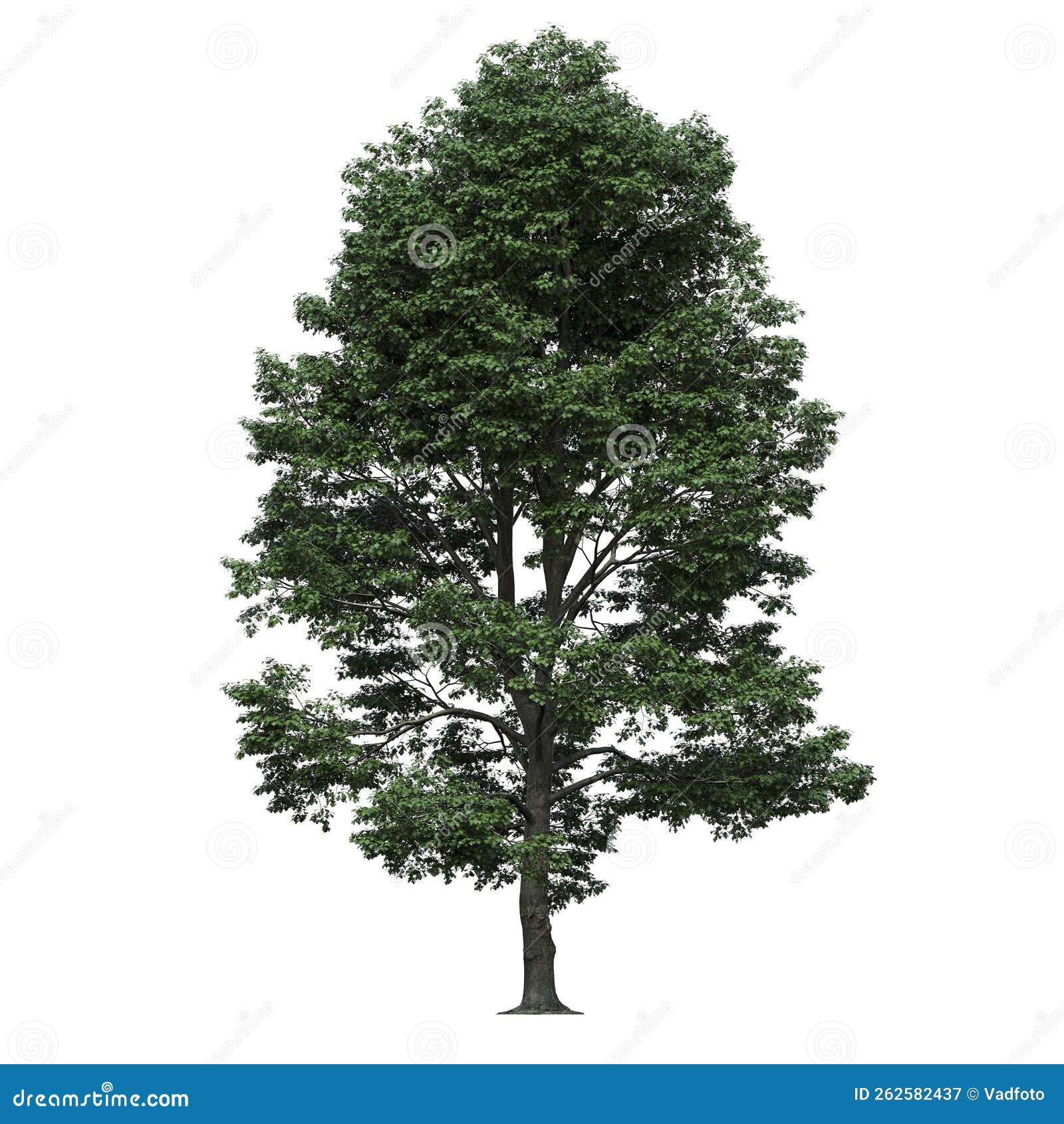 Deciduous Tree, Isolated on White Background Stock Illustration ...