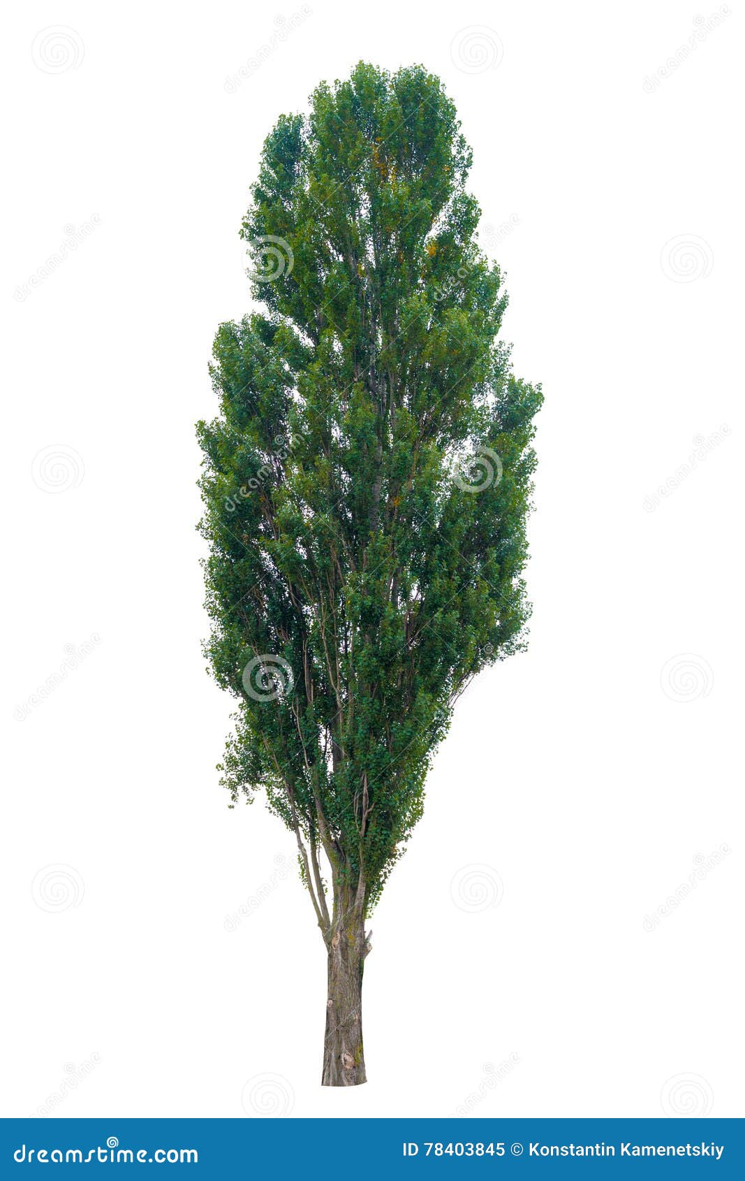 Giant Poplar Trees Royalty-Free Stock Photo | CartoonDealer.com #233387877