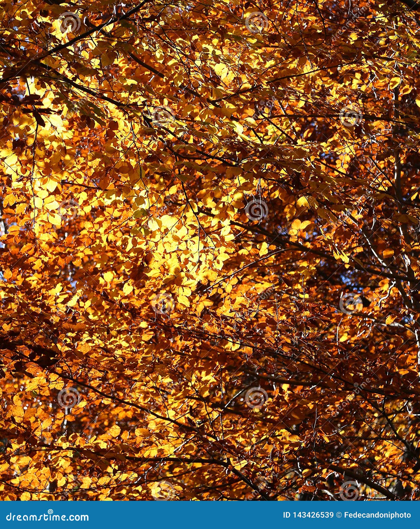 Deciduous Tree Leaves in Autumn Forest Stock Image - Image of : 143426539