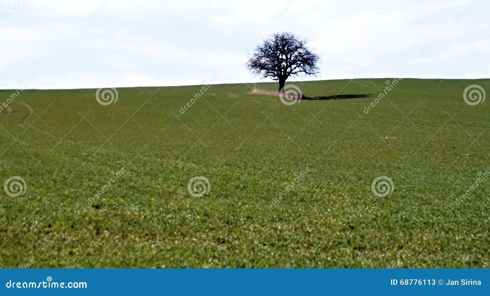 Deciduous Tree without Leaves on Field Stock Image - Image of nature ...