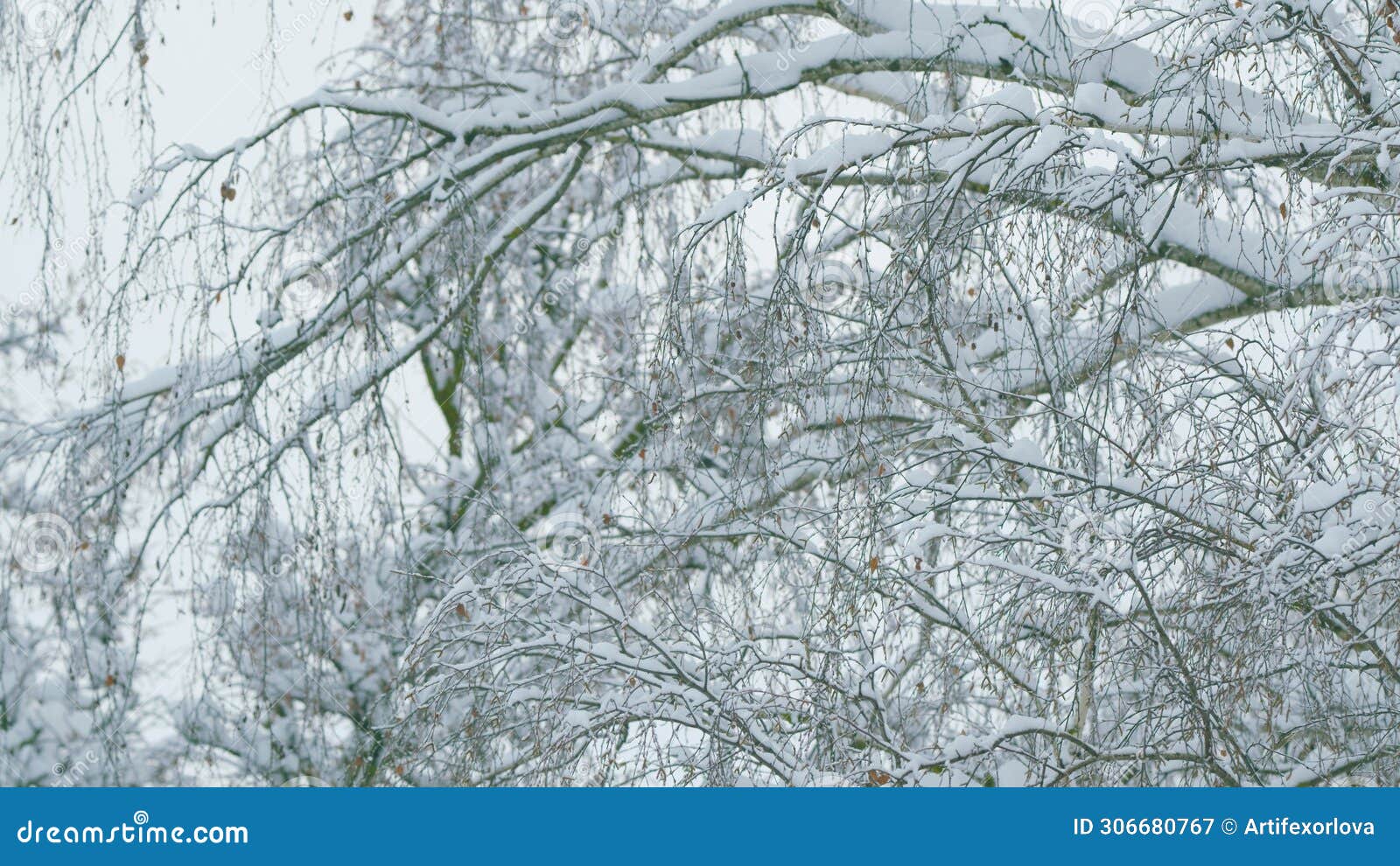 Deciduous Tree Like Birch Tree Bare and Leafless Covered in Snow ...
