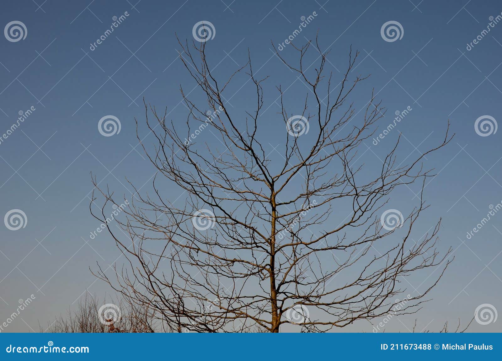 Is a Deciduous Tree, Native To North America. it Grows To a Height of ...