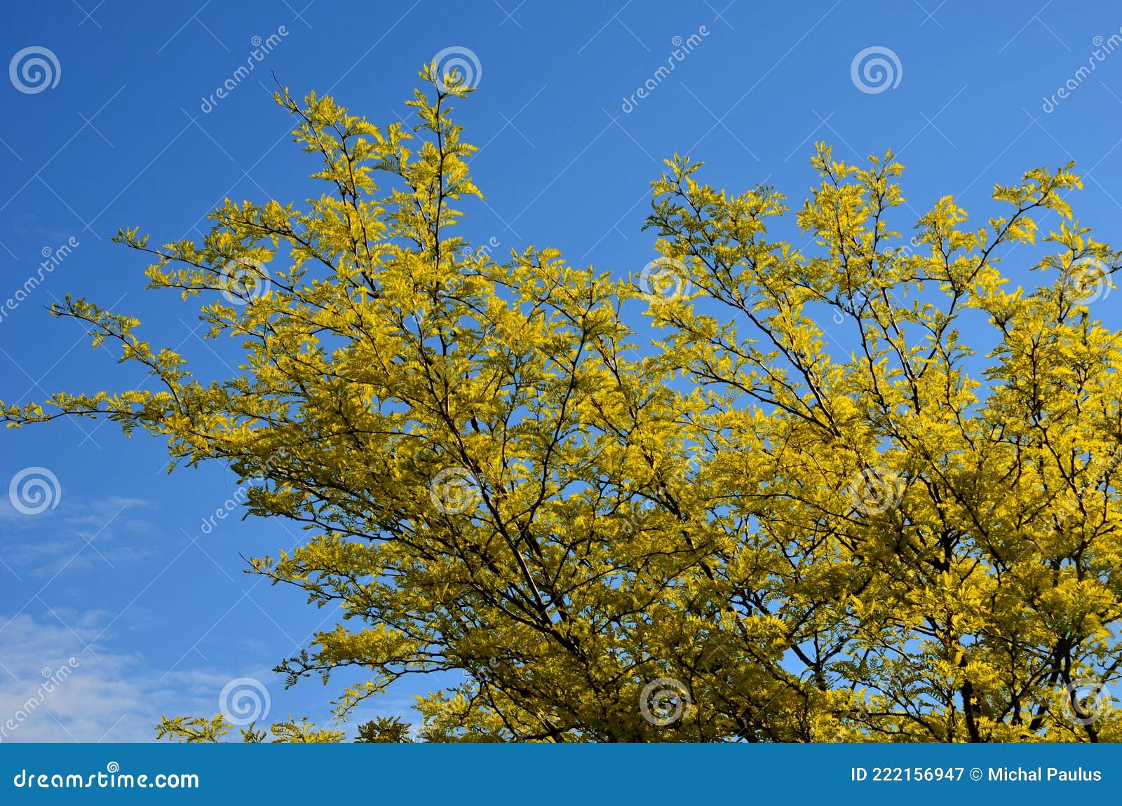 Is a Deciduous Tree, Native To North America. it Grows To a Height of ...