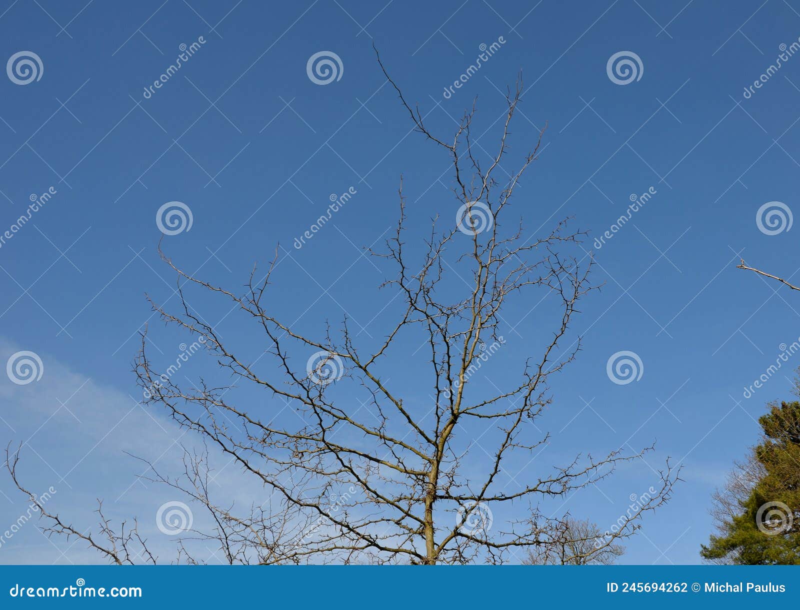 Is a Deciduous Tree, Native To North America. it Grows To a Height of ...