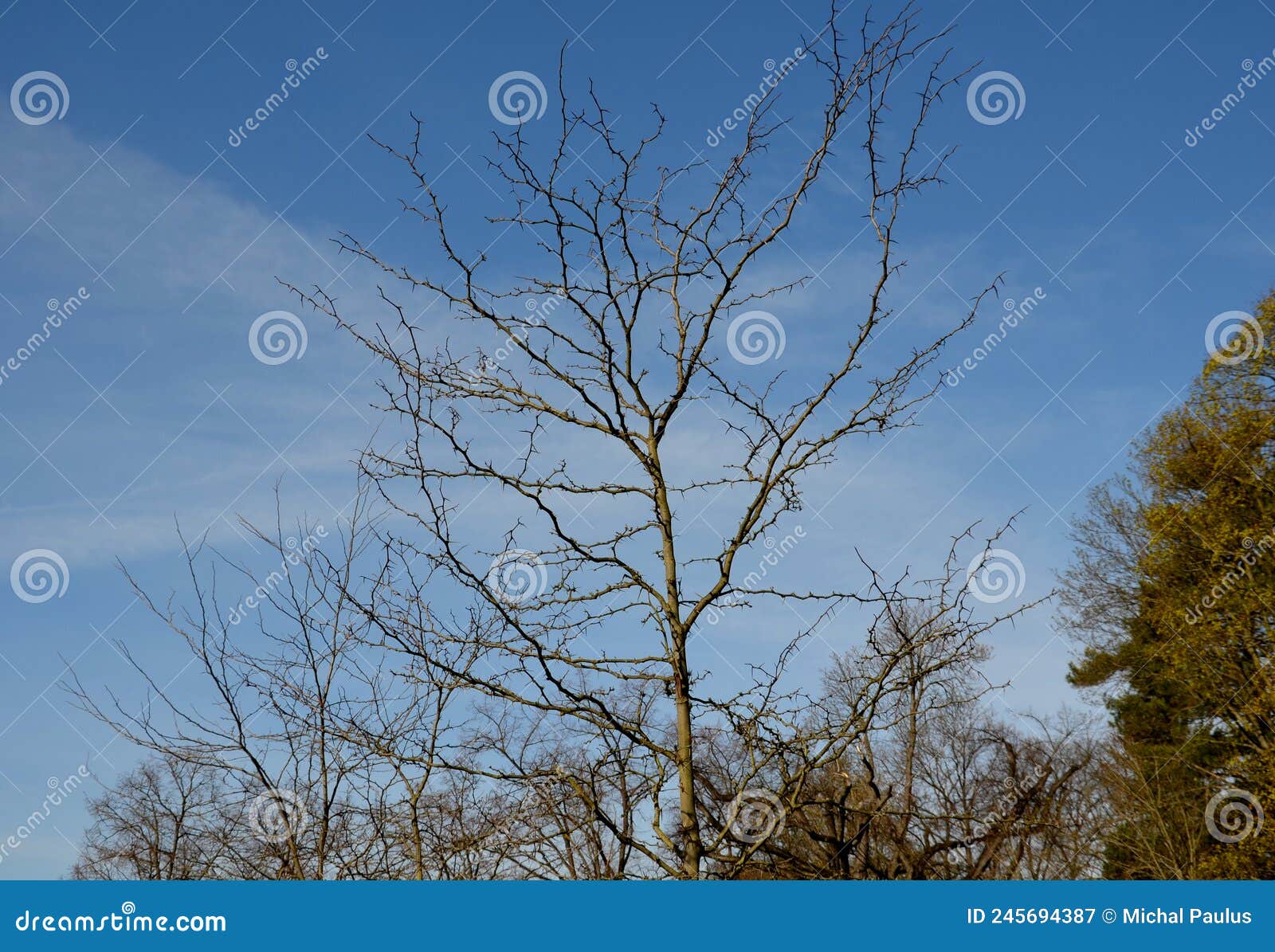 Is a Deciduous Tree, Native To North America. it Grows To a Height of ...