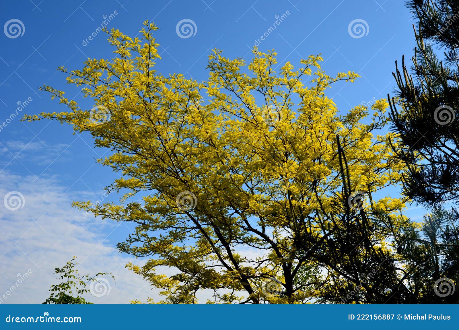Is a Deciduous Tree, Native To North America. it Grows To a Height of ...