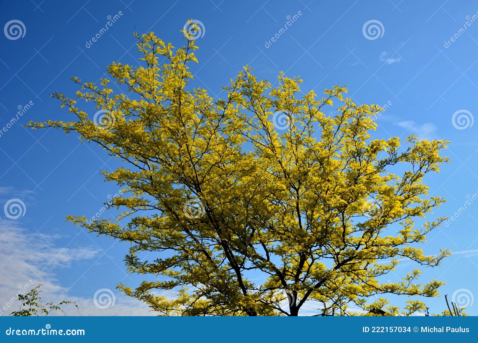 Is a Deciduous Tree, Native To North America. it Grows To a Height of ...