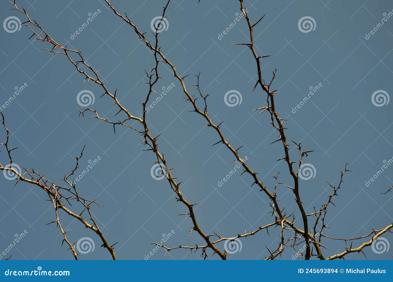 Is a Deciduous Tree, Native To North America. it Grows To a Height of ...