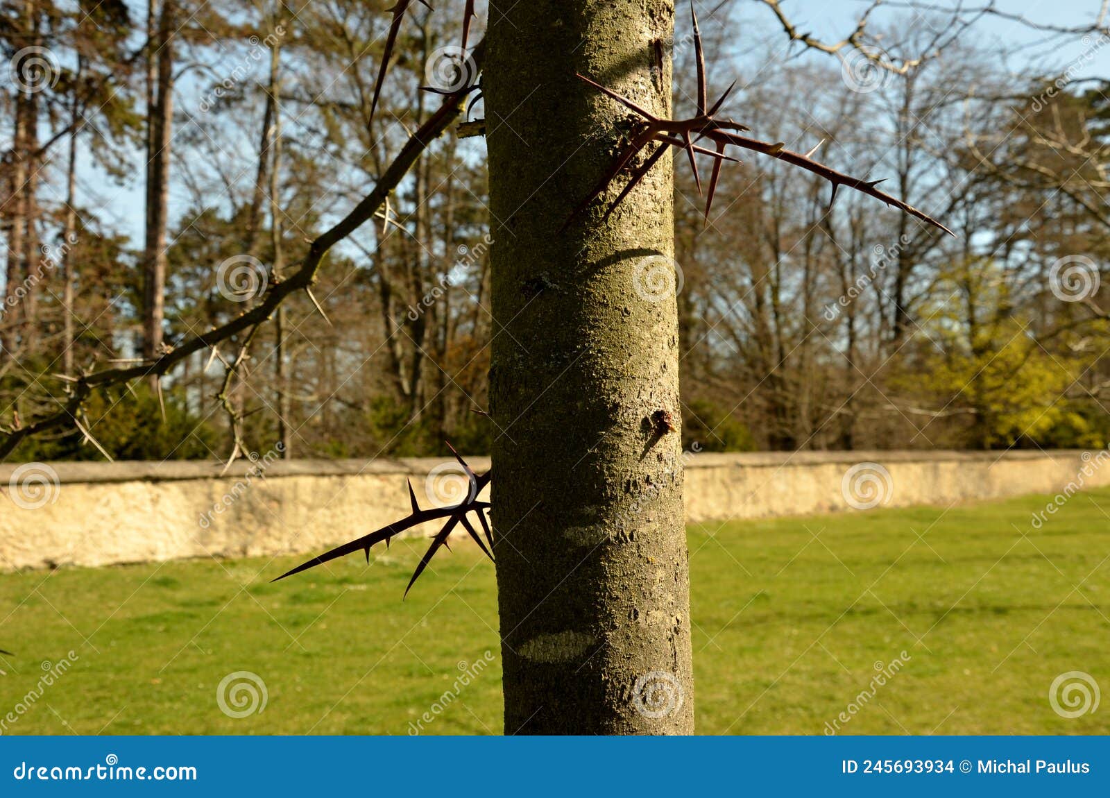 Is a Deciduous Tree, Native To North America. it Grows To a Height of ...