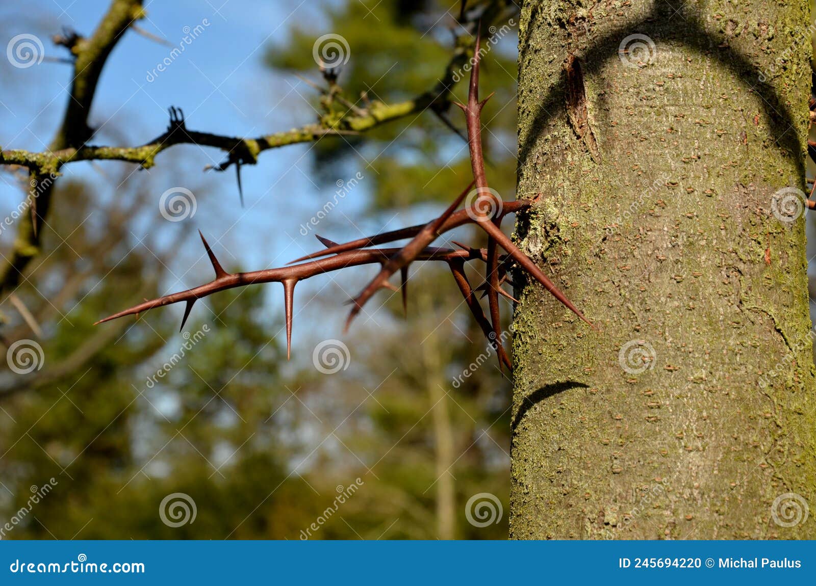 Is a Deciduous Tree, Native To North America. it Grows To a Height of ...