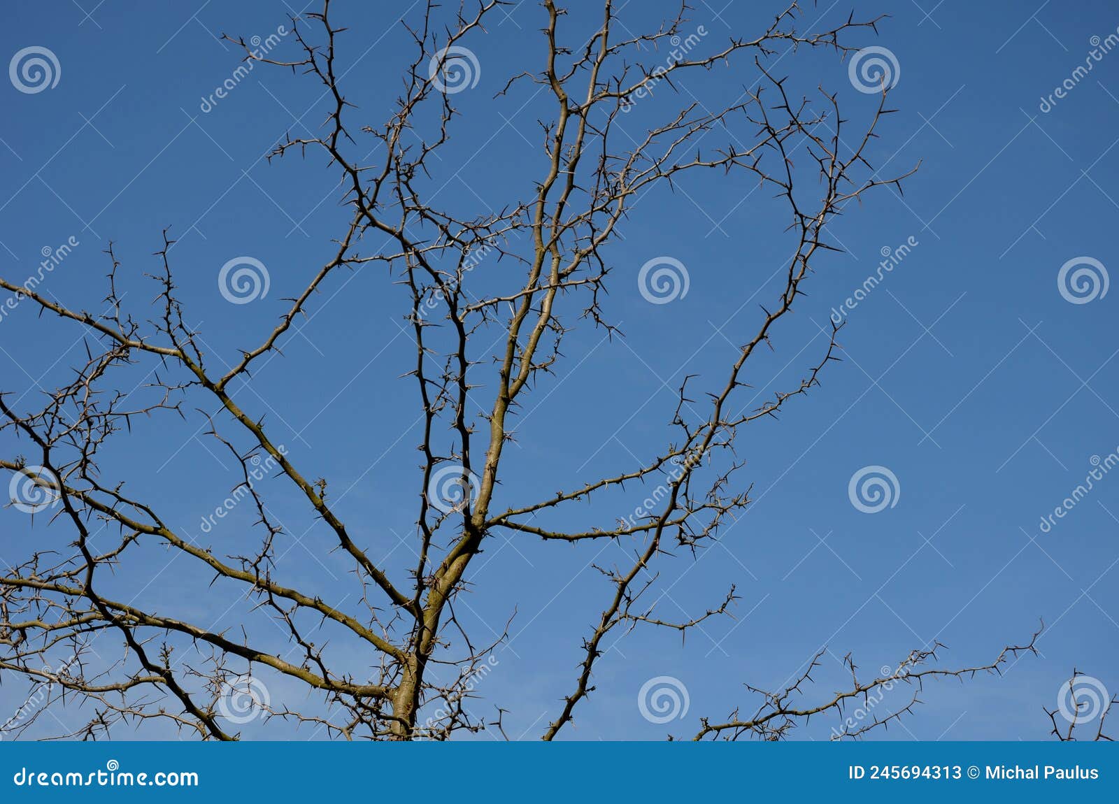 Is a Deciduous Tree, Native To North America. it Grows To a Height of ...