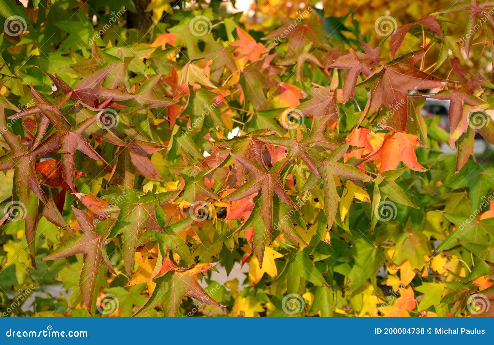 Is a Deciduous Tree or Shrub Growing To a Height of 8 - 15 M and a ...