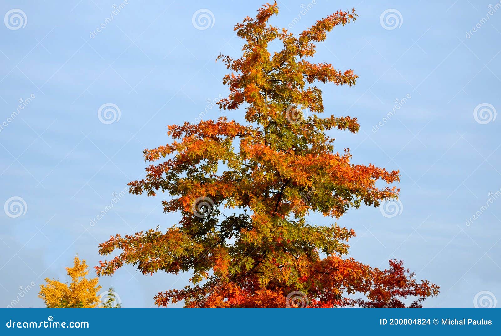 Is a Deciduous Tree or Shrub Growing To a Height of 8 - 15 M and a ...