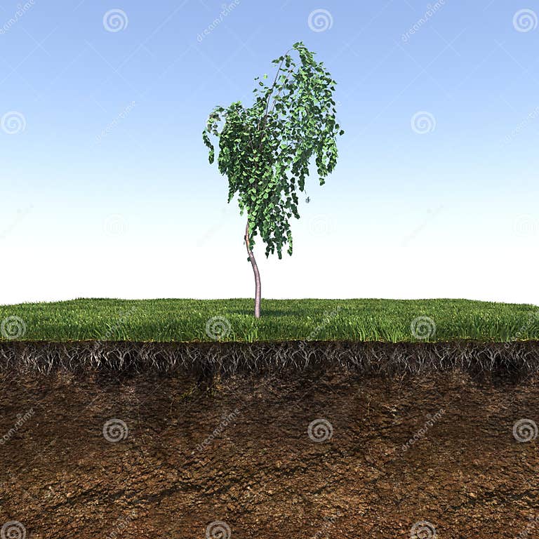 Deciduous Tree and Soil Cut Under it, 3d Render Stock Illustration ...