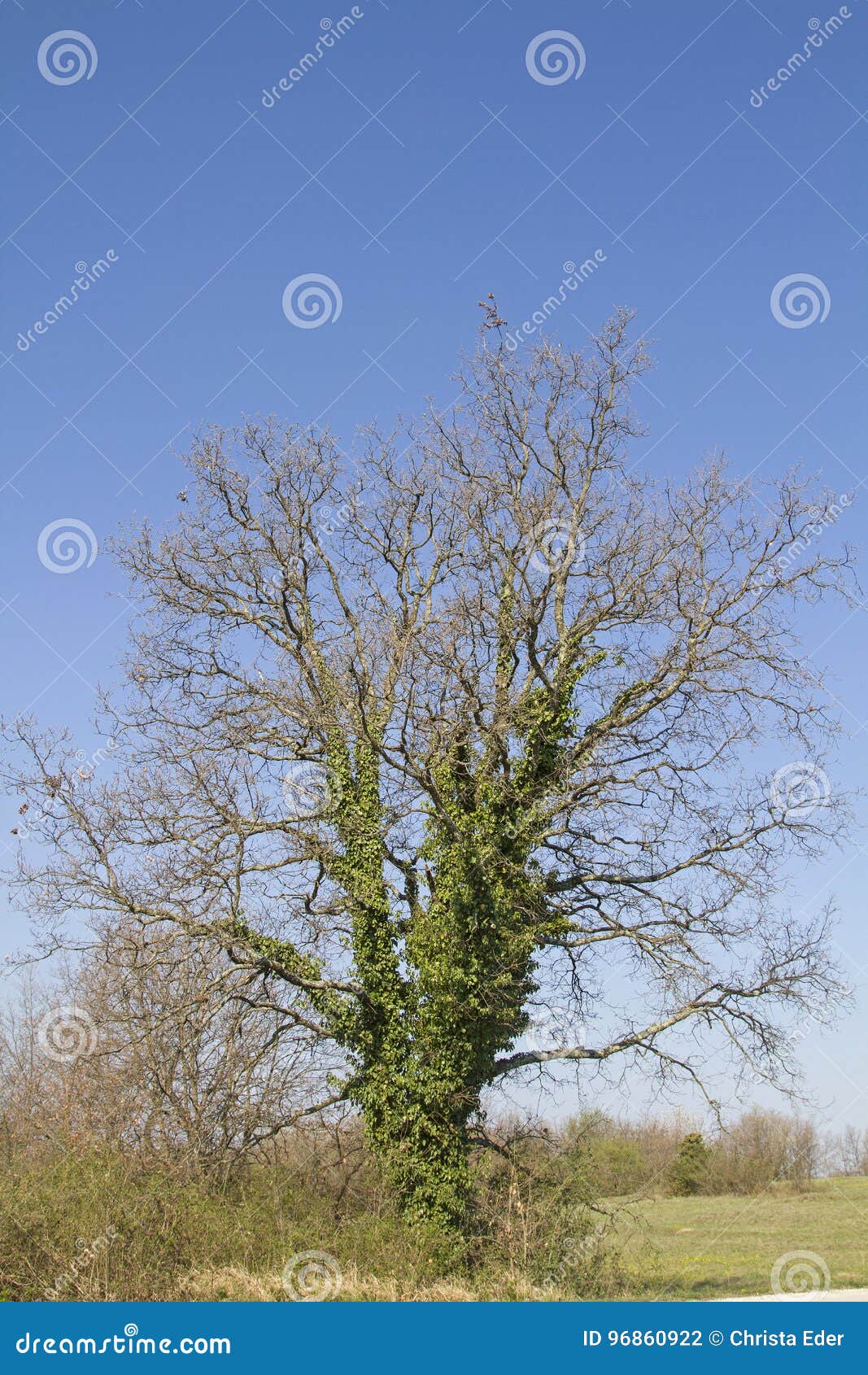 Deciduous tree in spring stock photo. Image of plants - 96860922