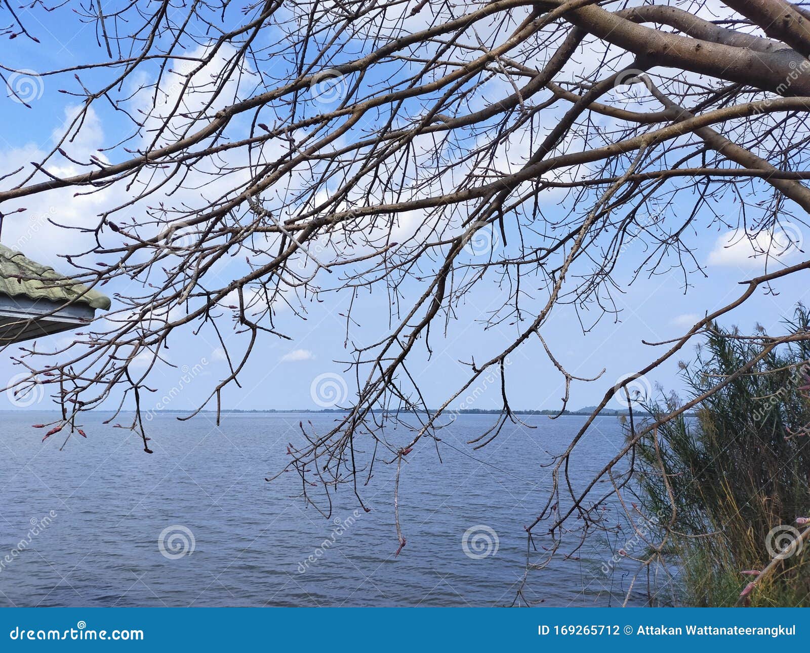 Deciduous tree on summer stock photo. Image of summer - 169265712