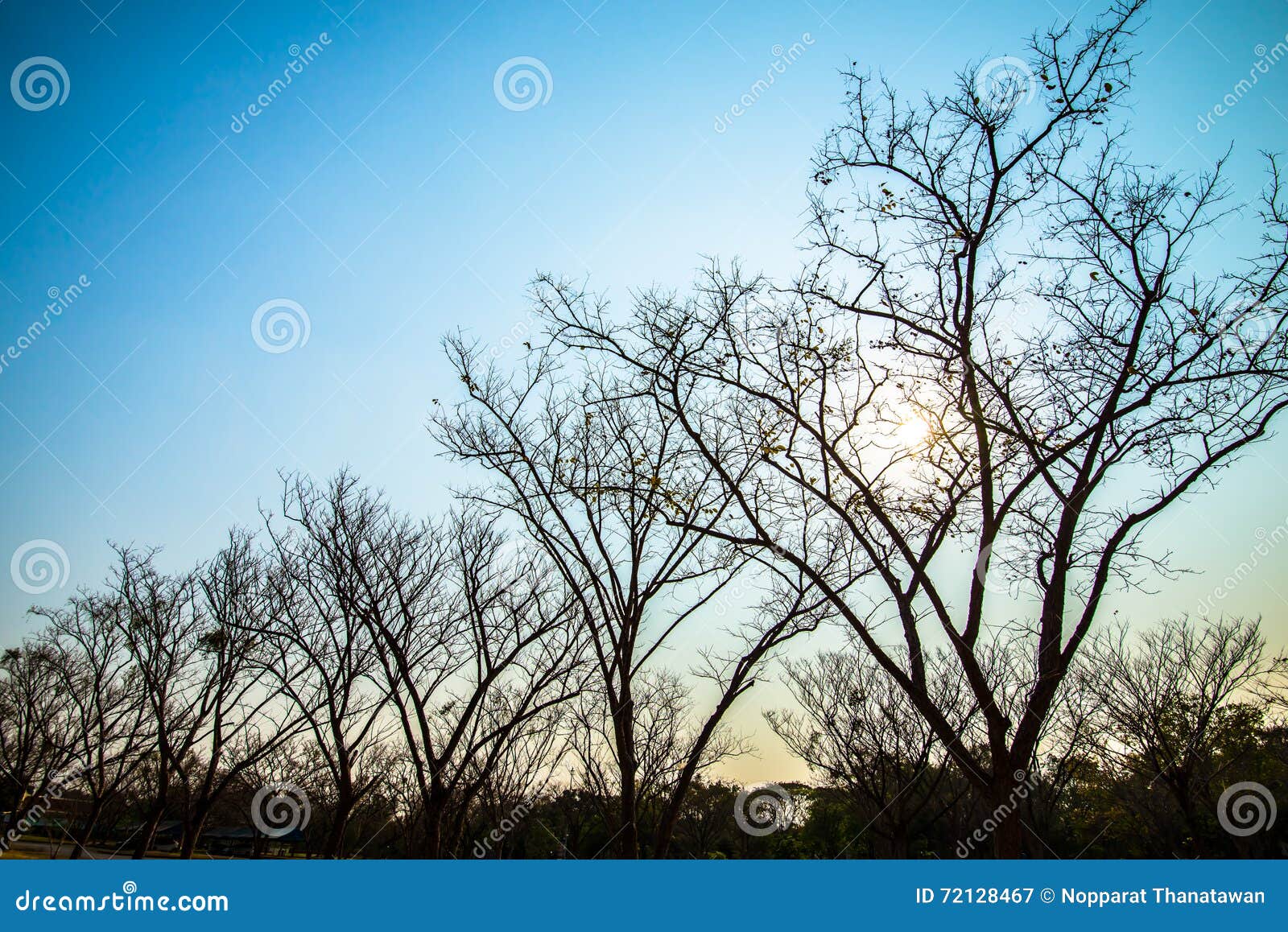 Deciduous tree in summer 2 stock image. Image of green - 72128467