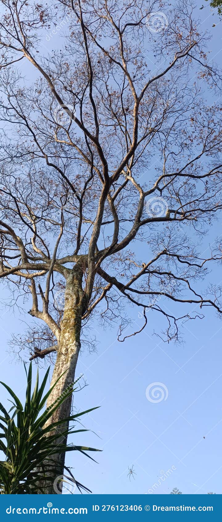 Deciduous tree in summer stock photo. Image of alam - 276123406