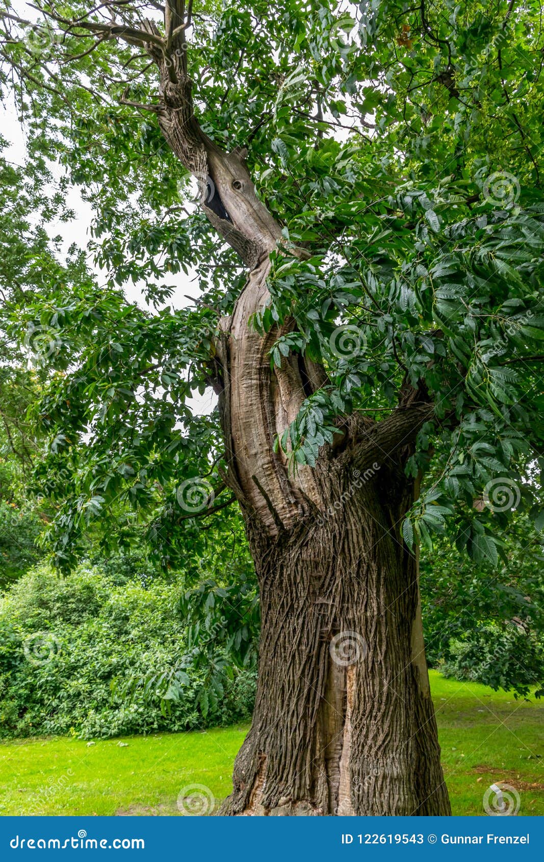 Deciduous Tree with Thick Winding Tree Trunk in a Park Stock Image ...