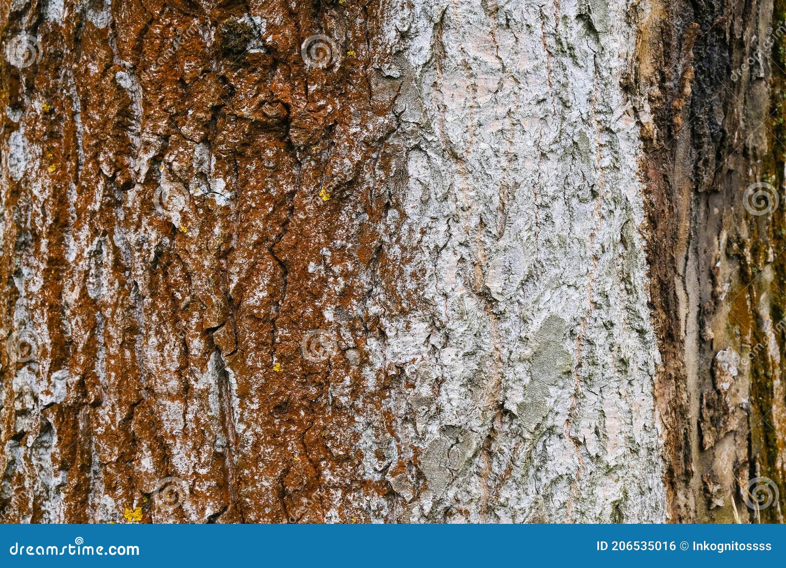 Deciduous Tree Trunk Bark Texture And Structure Royalty-Free Stock ...