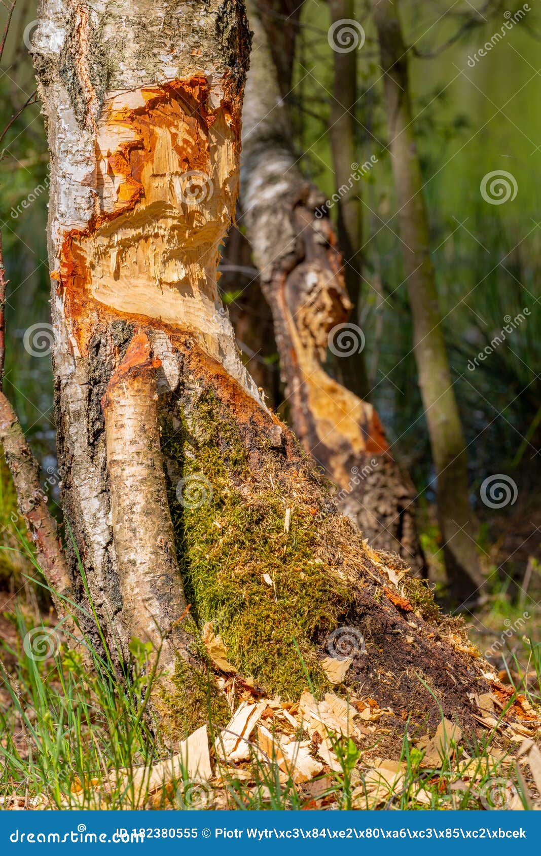 Deciduous Tree Trunks Damaged by Beavers. Trees in the Forest are ...