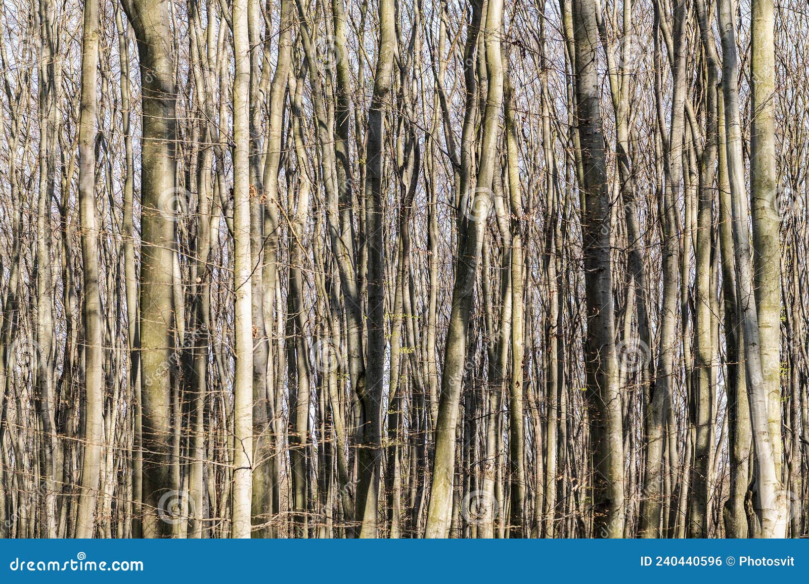 Deciduous Tree Trunks Stand Bare in Thick Forest on Sunny Day Natural ...