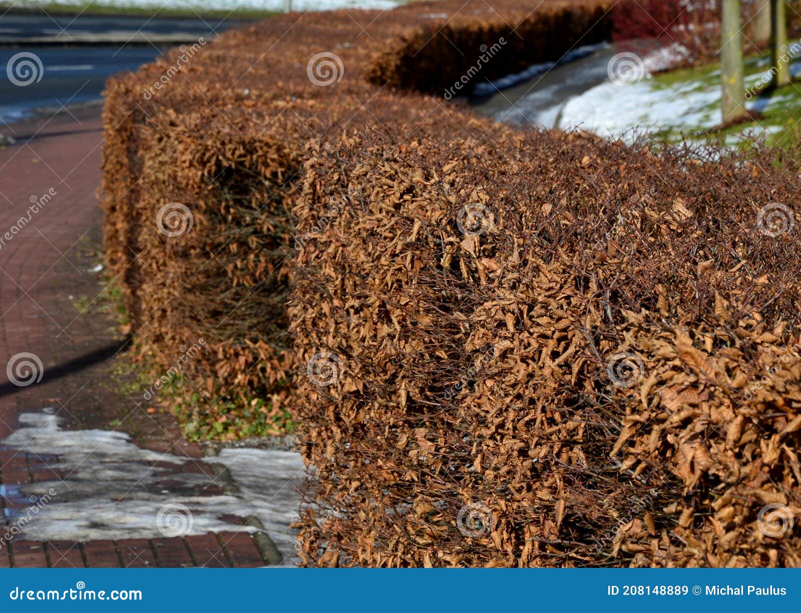 Deciduous Tree, Typically between Tall but May Reach Tall with a Spread ...