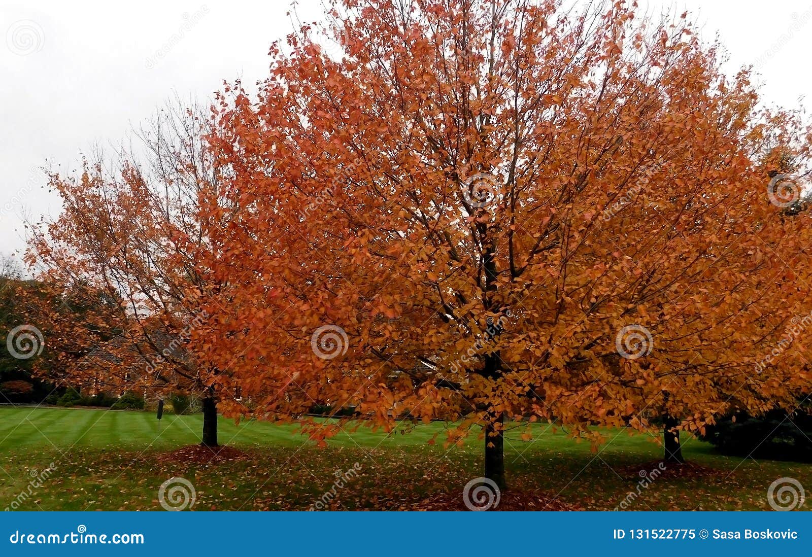Deciduous Trees in Residential Area Stock Image - Image of background ...