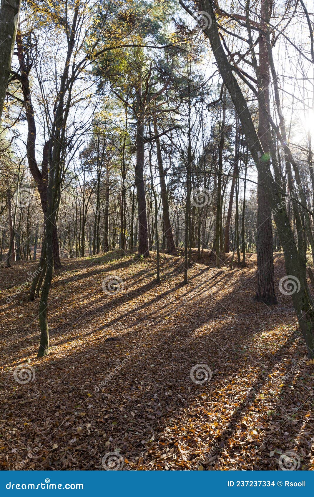 Deciduous Trees in the Autumn Season during Leaf Fall Stock Photo ...