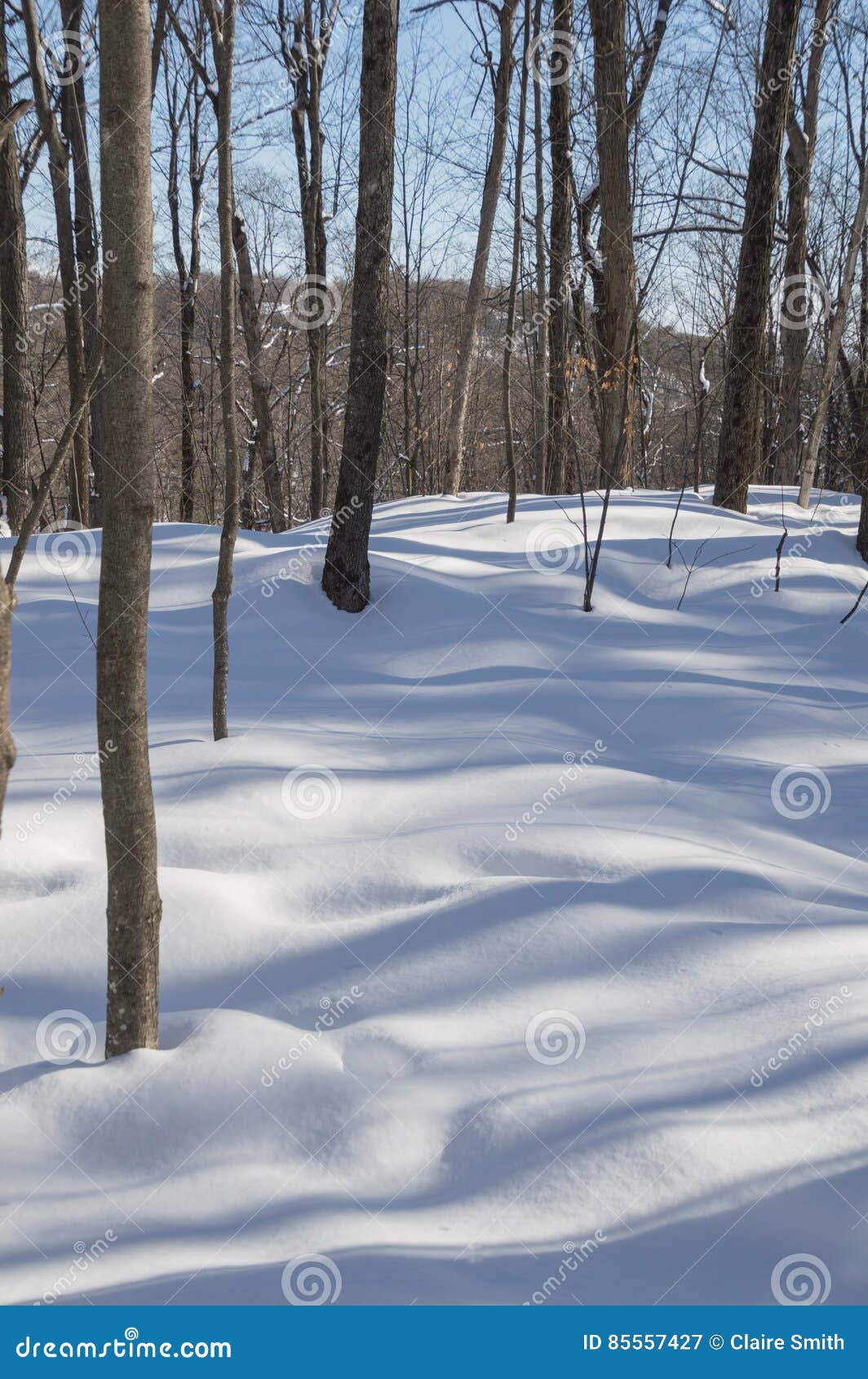 Deciduous Trees Casting Blue Shadows in the Snow. Stock Image - Image ...