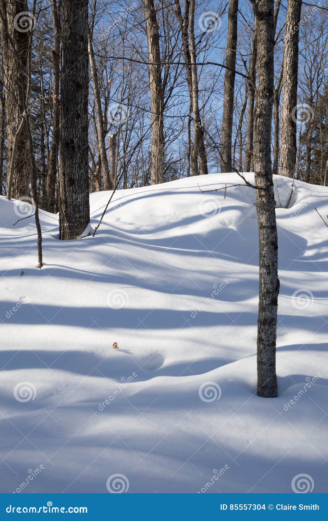 Deciduous Trees Casting Blue Shadows in the Snow. Stock Photo - Image ...
