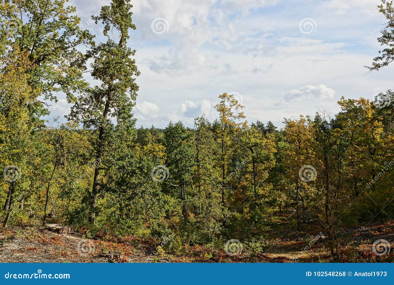 Autumn Deciduous Forest on a Sunny Day Stock Photo - Image of greens ...