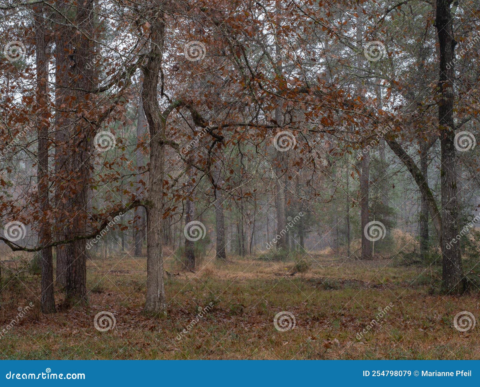 Deciduous Trees Dropping Their Fall-colored Leaves Stock Image - Image ...
