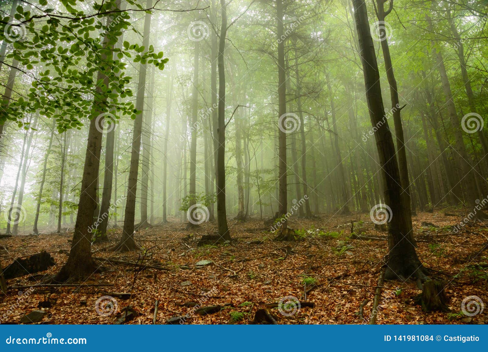 Deciduous Trees in the Fog after Rain Stock Photo - Image of green ...
