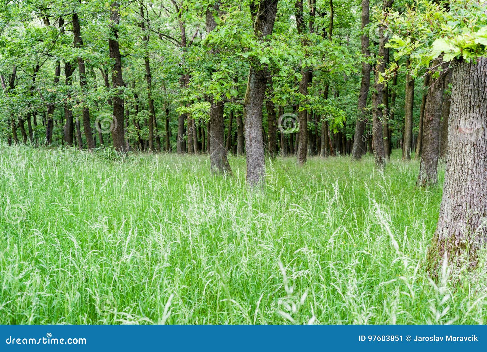 Deciduous trees in forest stock image. Image of grass - 97603851