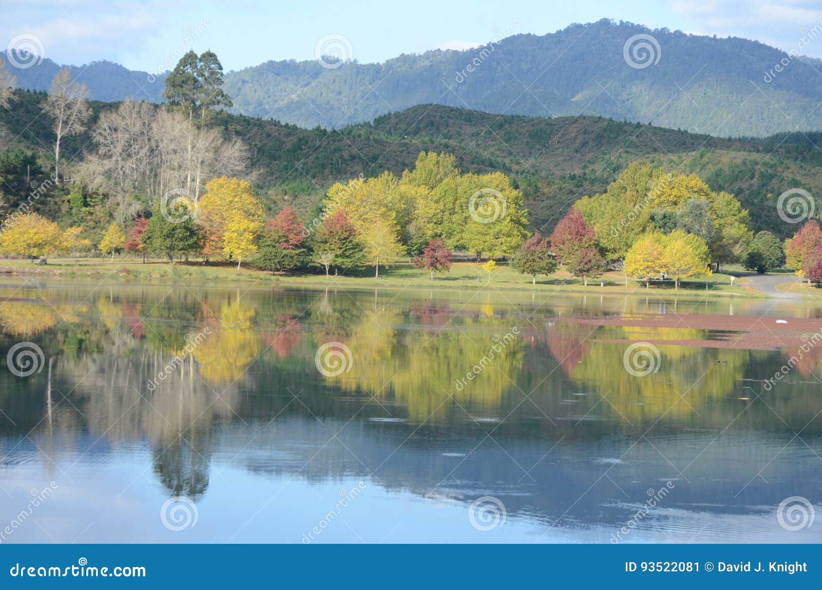 Deciduous Trees stock image. Image of water, brown, reflection - 93522081