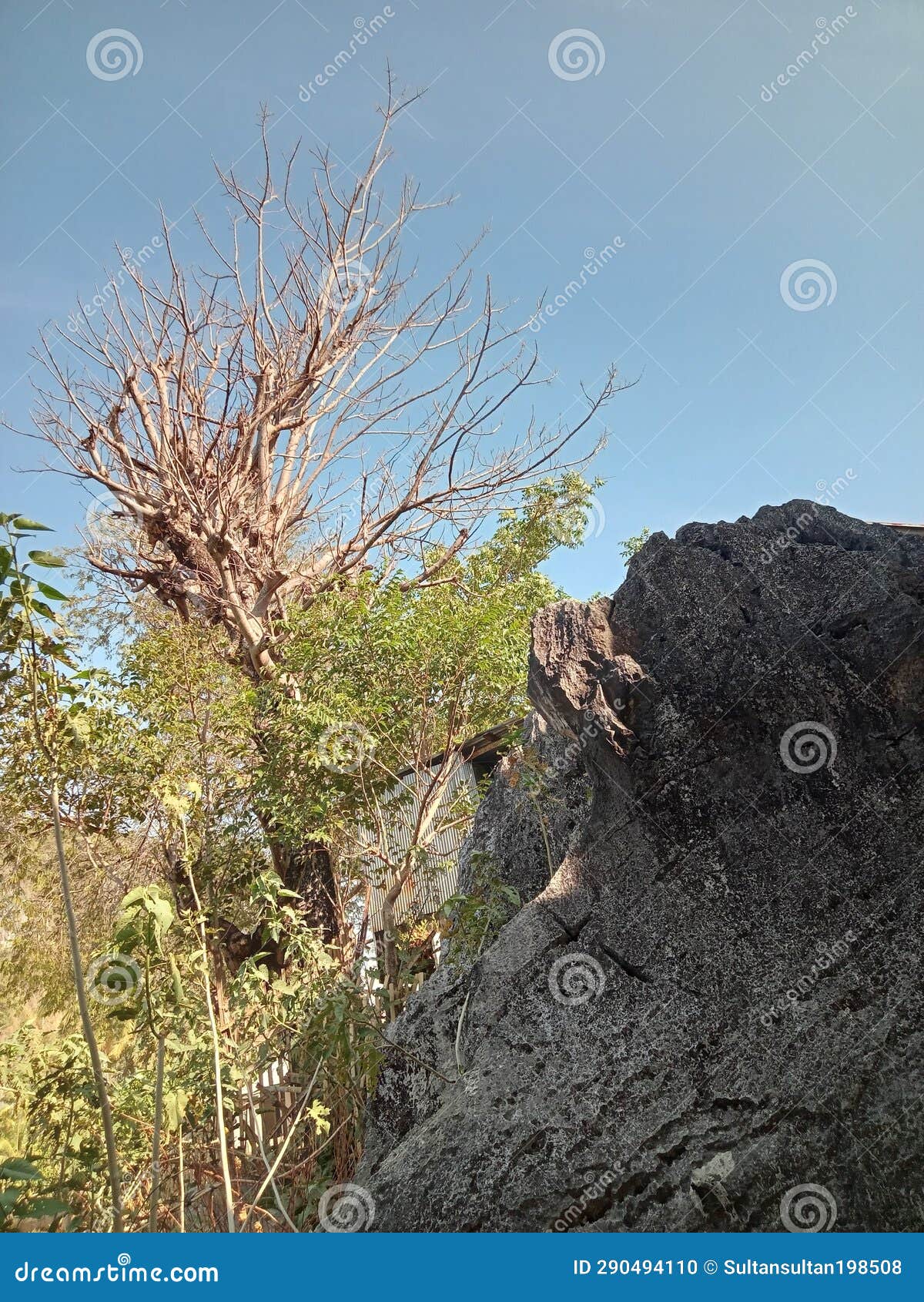 Tammate tree or kudo tree stock photo. Image of wall - 290494110
