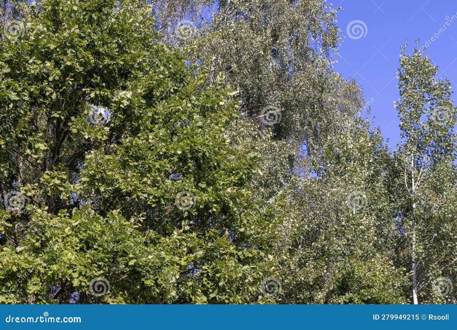 Deciduous Trees with Green Foliage in Summer Stock Image - Image of ...