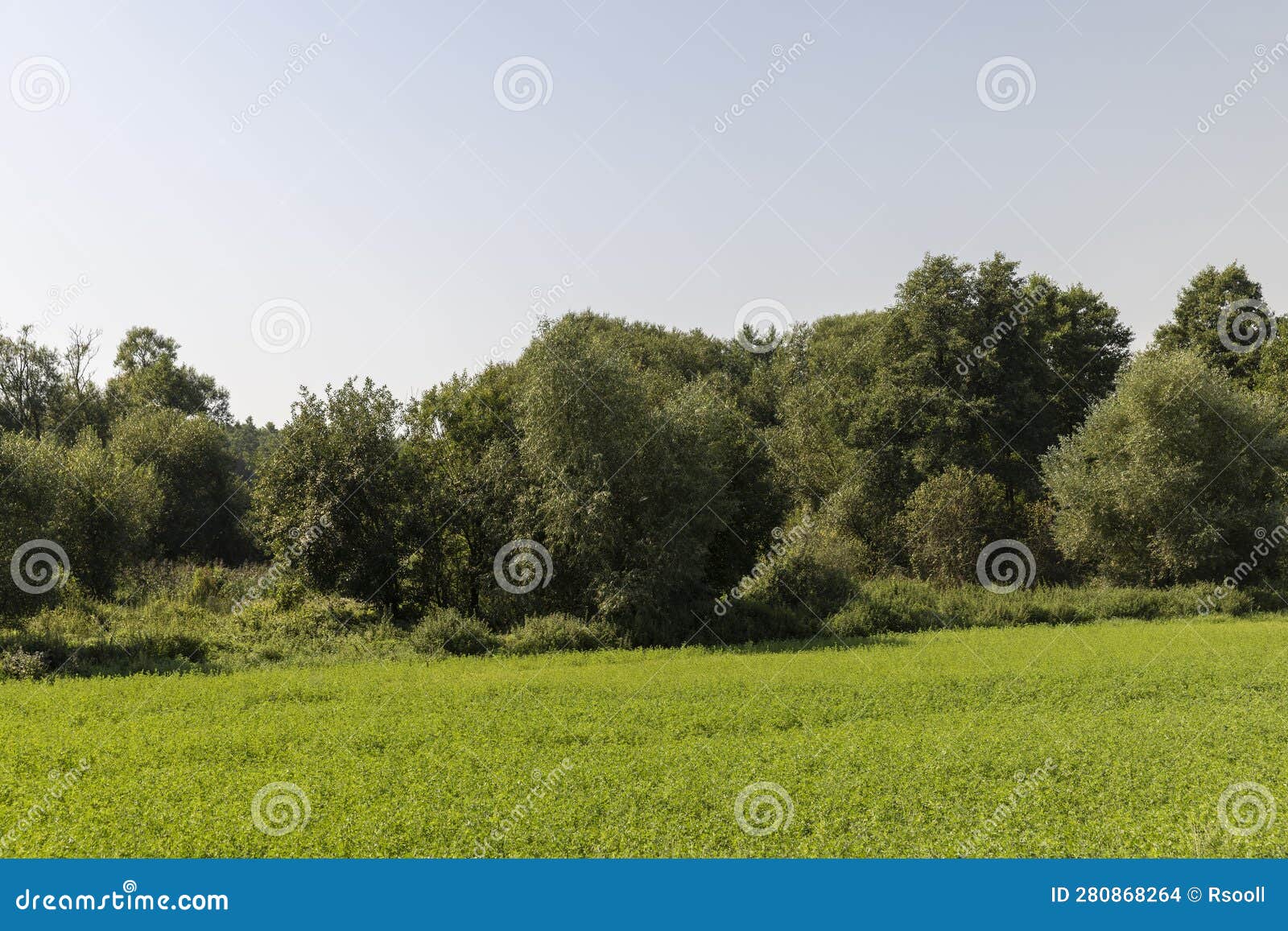 Deciduous Trees with Green Foliage in Summer Stock Photo - Image of ...