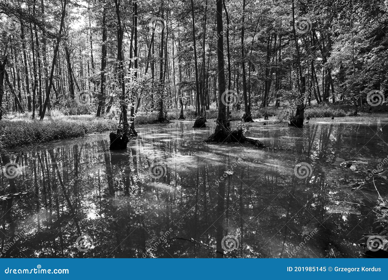 Deciduous Trees Growing in a Marshy Area in a Forest Stock Image ...