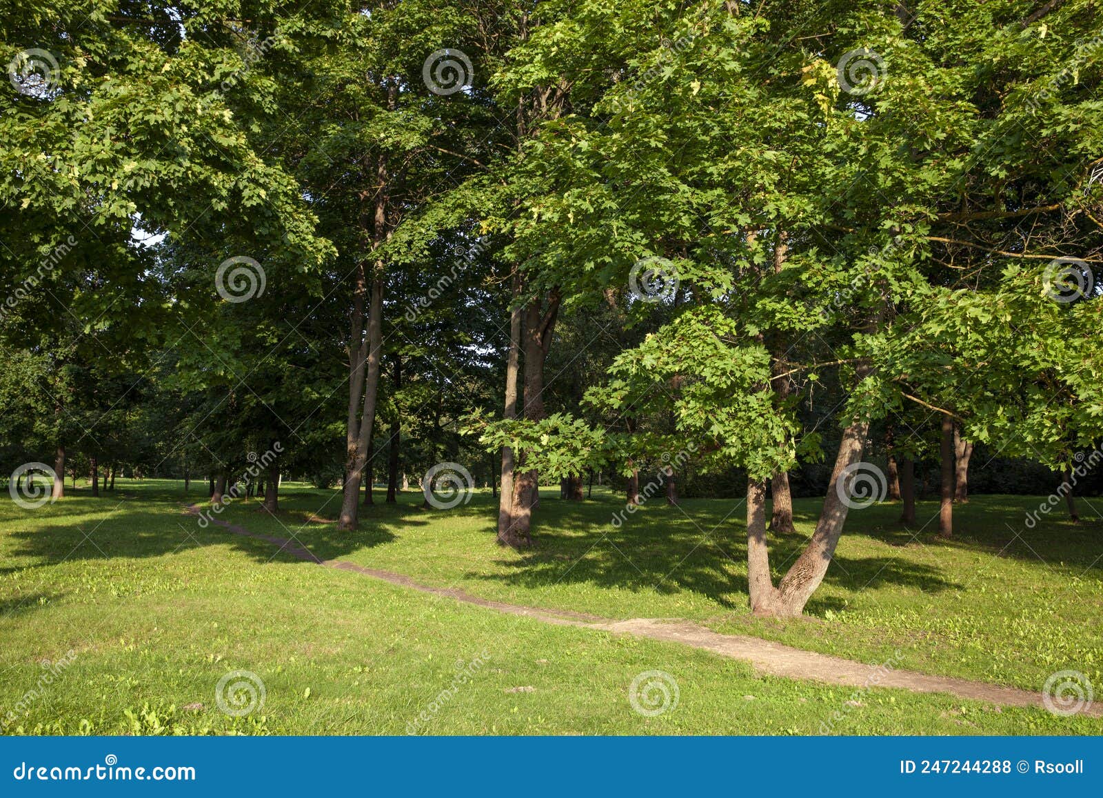 Deciduous Trees Growing in the Park in the Summer Stock Photo - Image ...