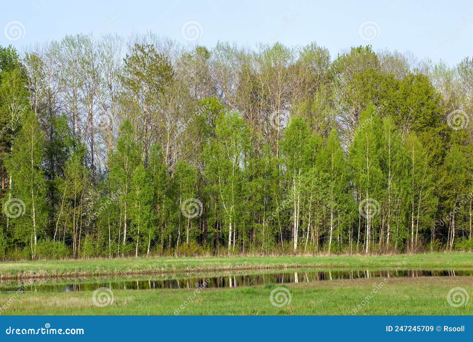 Deciduous Trees Growing in the Park in the Summer Stock Image - Image ...