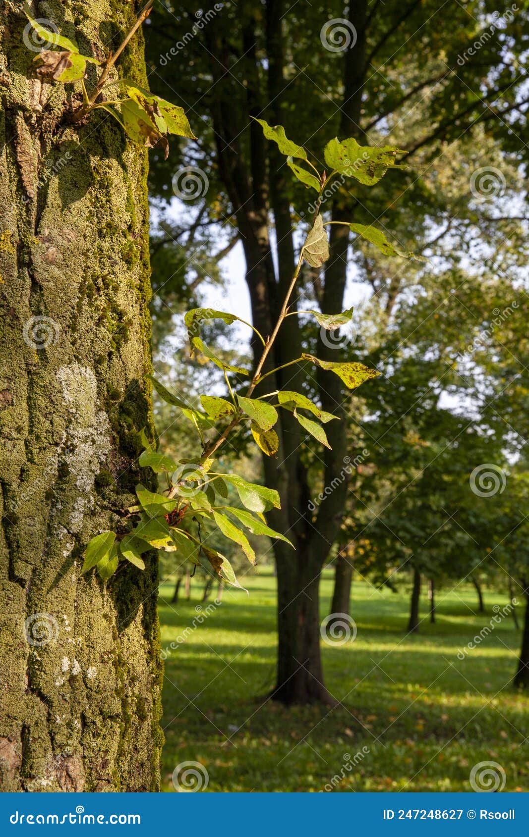 Deciduous Trees Growing in the Park in the Summer Stock Image - Image ...