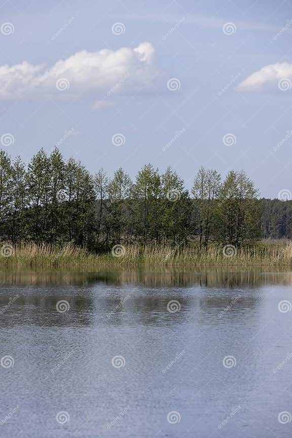 Deciduous Trees Growing on the Riverbank Stock Photo - Image of nature ...