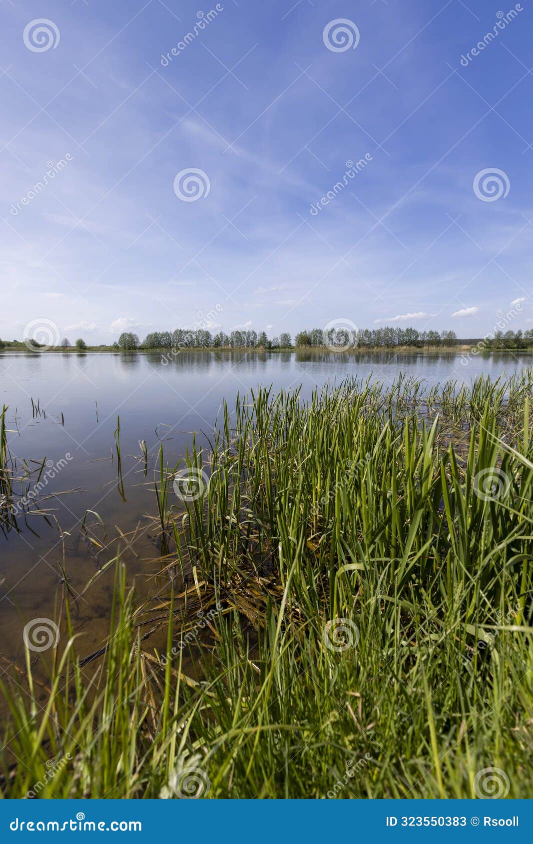 Deciduous Trees Growing on the Riverbank Stock Image - Image of flora ...