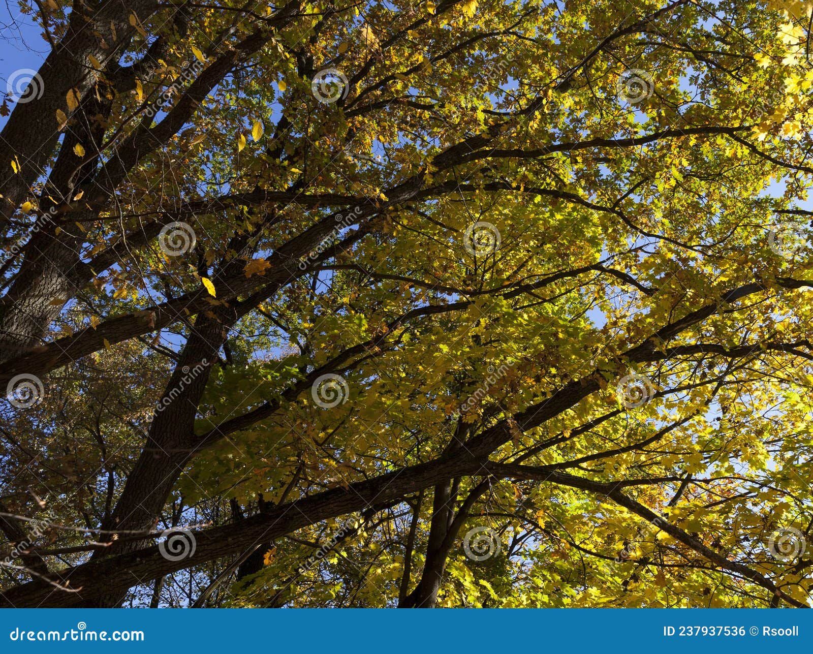 Deciduous Trees during Leaf Fall in Autumn Stock Photo - Image of ...