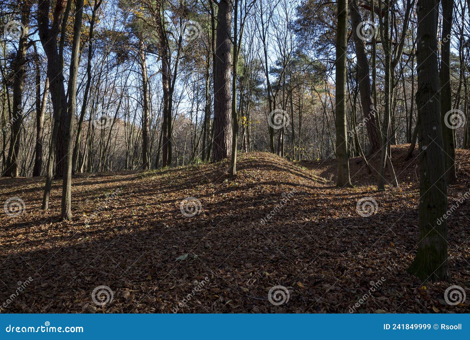 Deciduous Trees during Leaf Fall in Autumn Stock Image - Image of trees ...