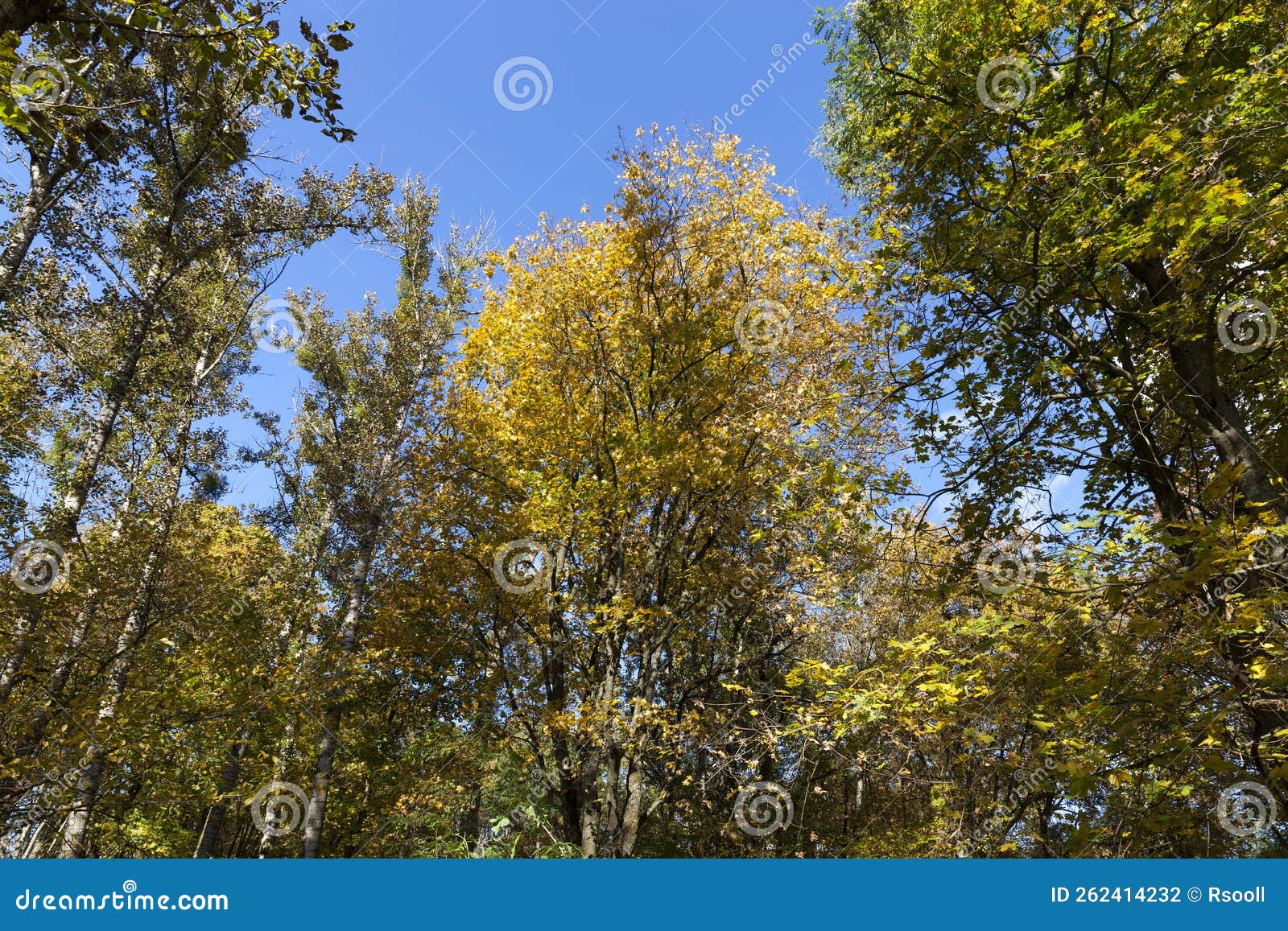 Deciduous Trees during Leaf Fall in Autumn Stock Photo - Image of brown ...