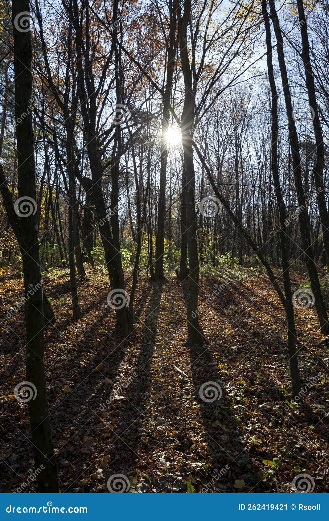 Deciduous Trees during Leaf Fall in Autumn Stock Image - Image of park ...